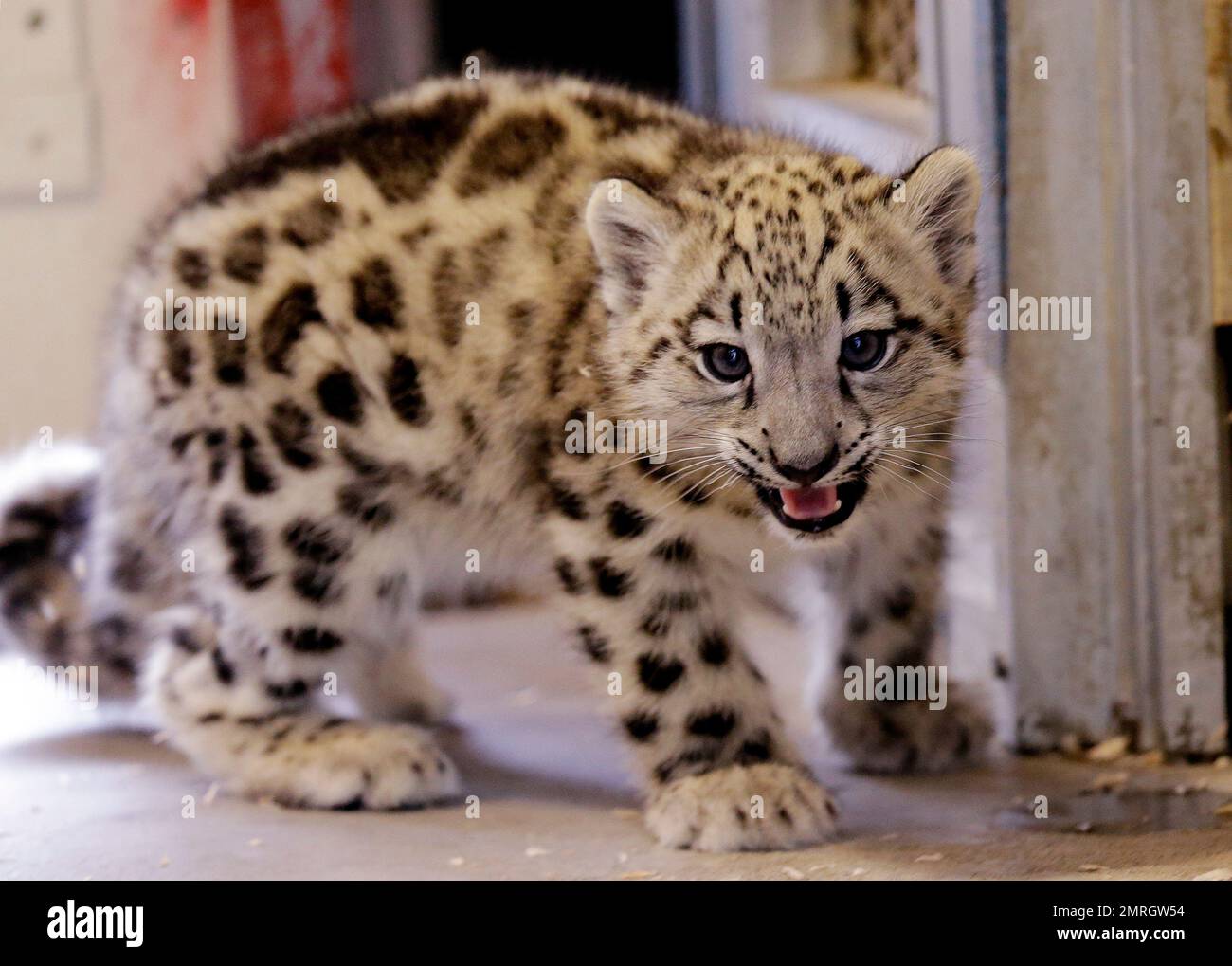 Aibek, a 2½-month-old male snow leopard cub, gives a hiss as visitors ...