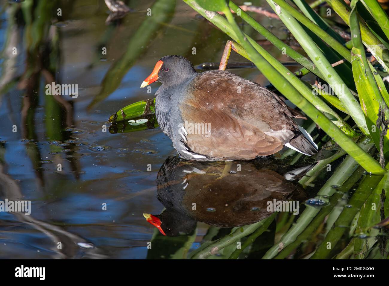 Common Moorhen - Gallinula chloropus - in Green Cay Nature Center ...