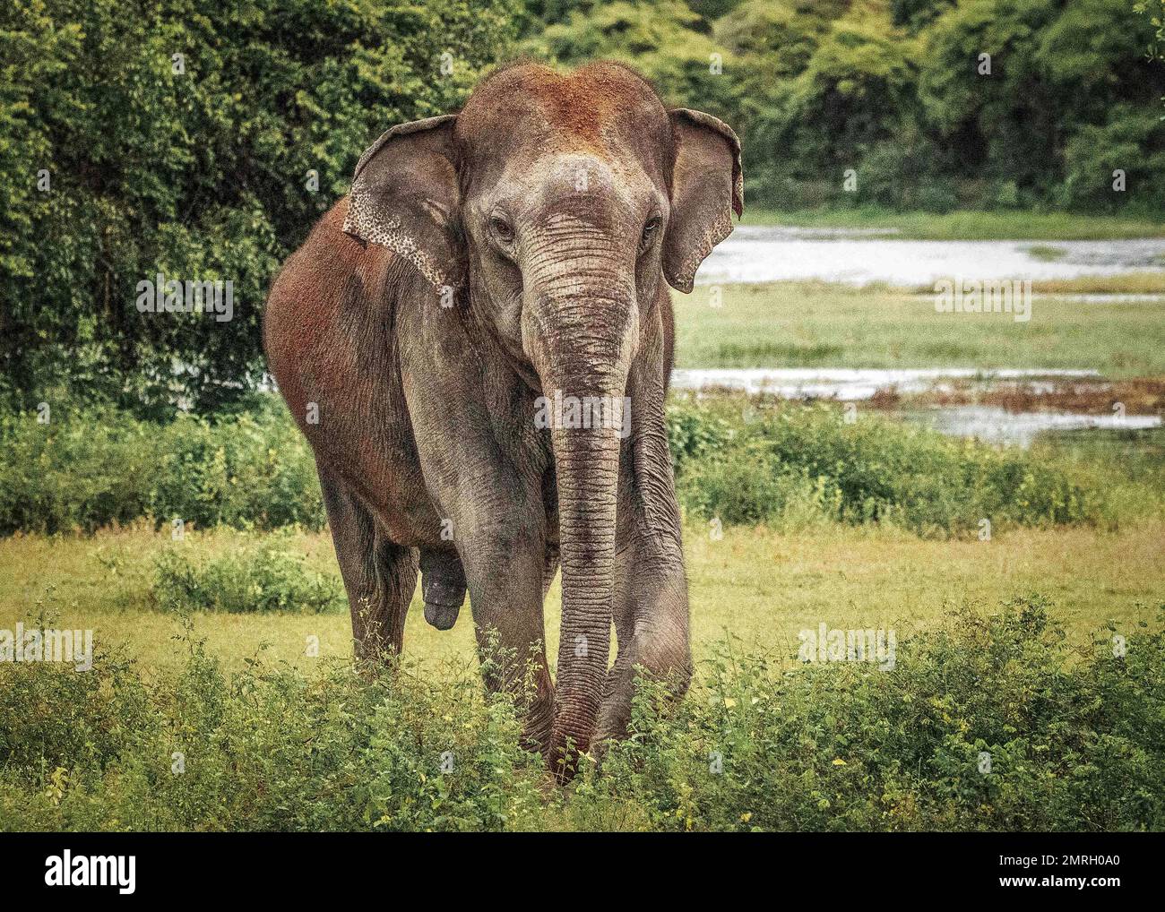 Sri Lankan Elephants in the Wild, Visit Sri Lanka Stock Photo - Alamy