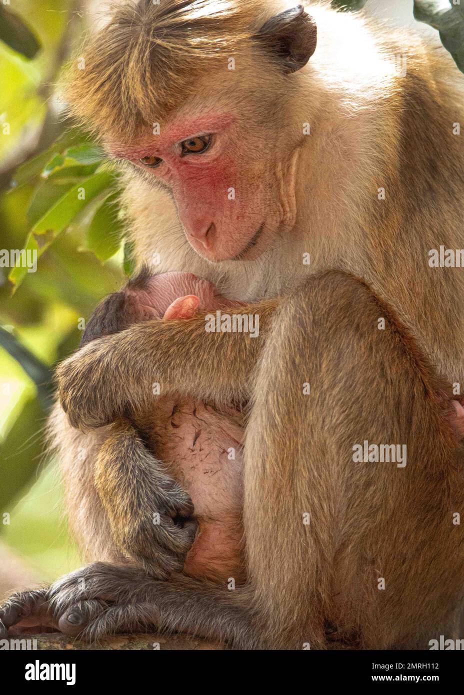 Monkeys and Grey Languor's in the forest. Sri Lanka Stock Photo - Alamy