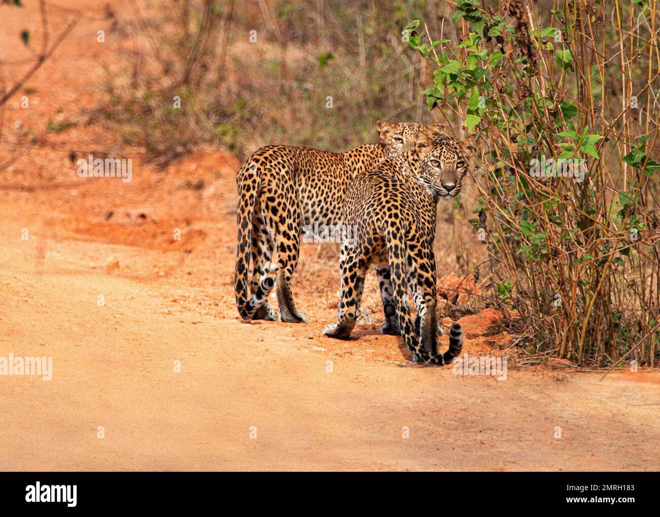 Leopard in Sri Lanka in the Wild. Visit Sri Lanka Stock Photo - Alamy