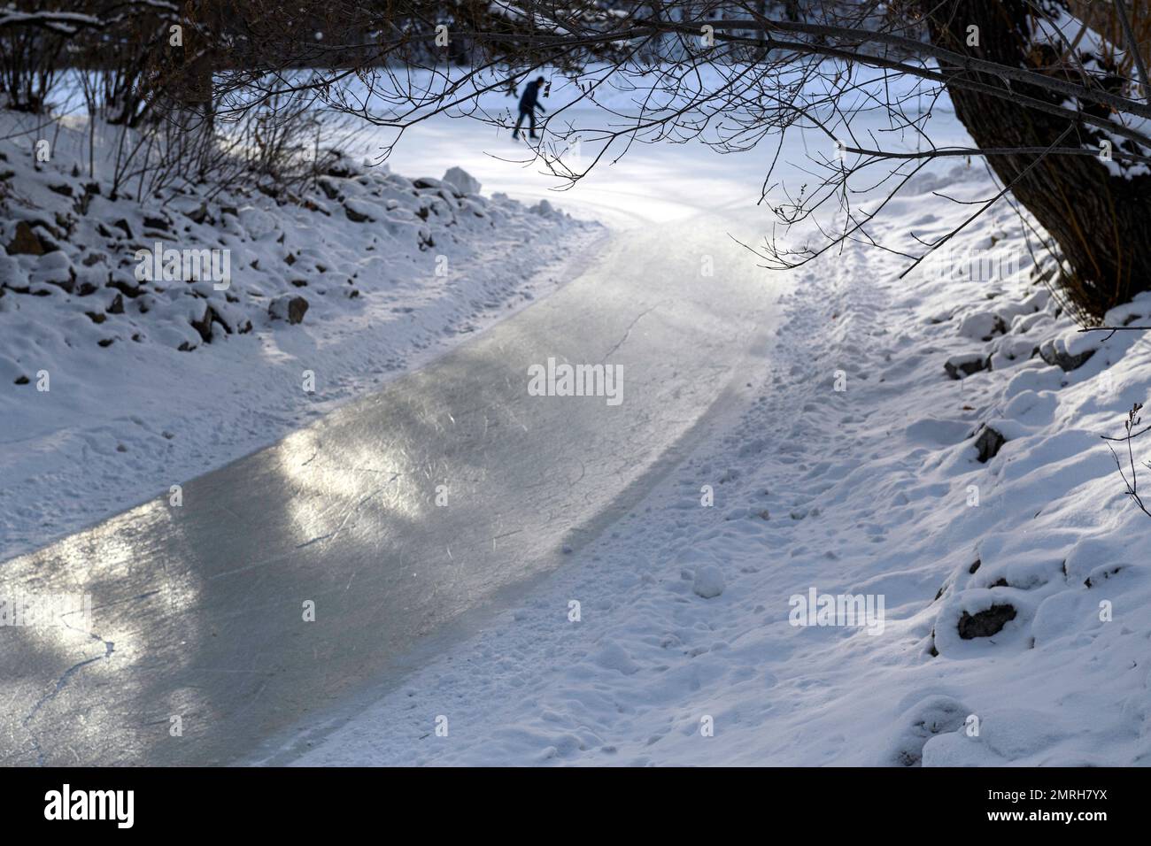 Winter natural outdoor ice skating on the Bowness Park Lagoon in ...