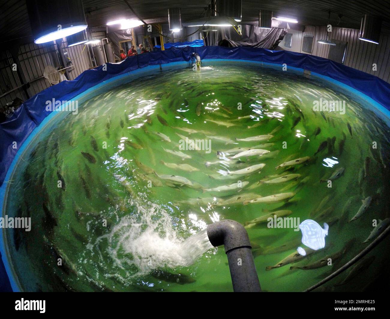 In this Thursday, July 13, 2017 photo, Atlantic salmon brood stock ...