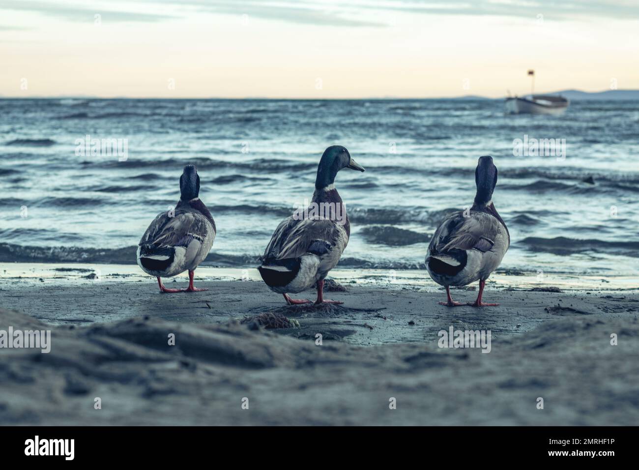 A rear of three domestic ducks walking toward sea on the sand, clear ...