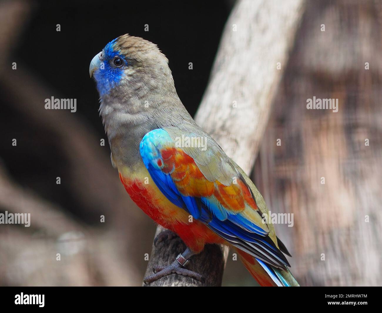 Notable marvellous Greater Bluebonnet Parrot with bright eyes and ...