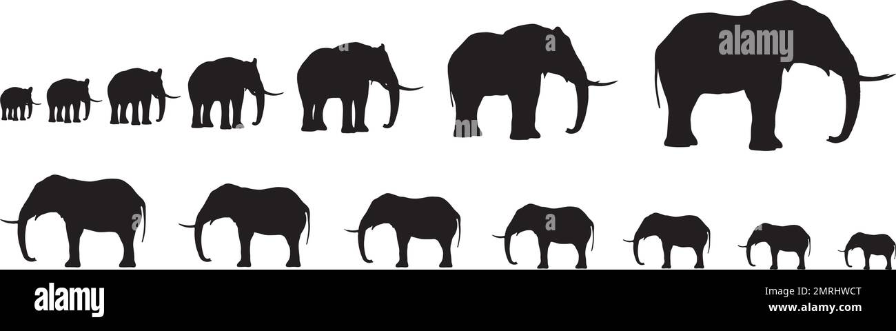 Seven Elephants In Line Silhouette Vector Stock Vector Image & Art - Alamy
