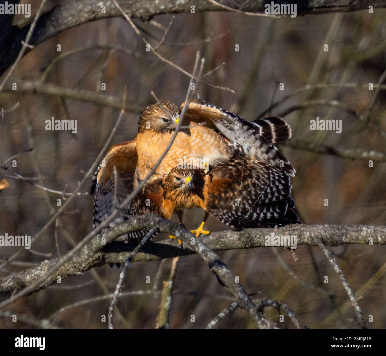 two Hawks mating on a tree branch Stock Photo - Alamy