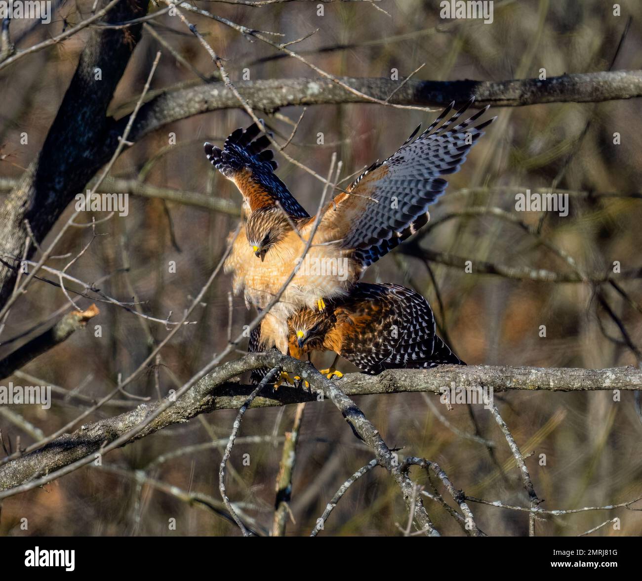 two Hawks mating on a tree bran Stock Photo - Alamy
