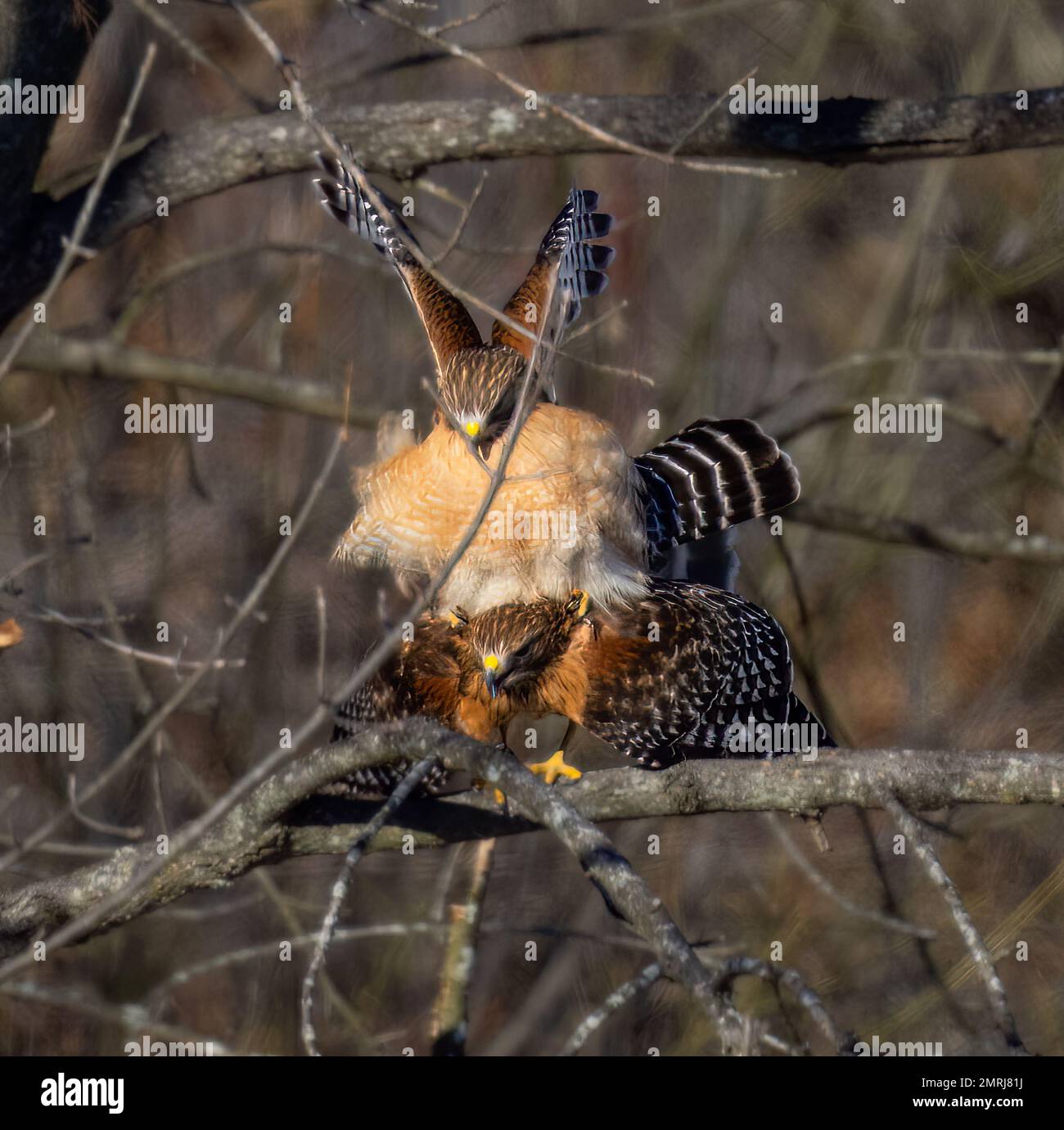two Hawks mating on a tree branch Stock Photo - Alamy