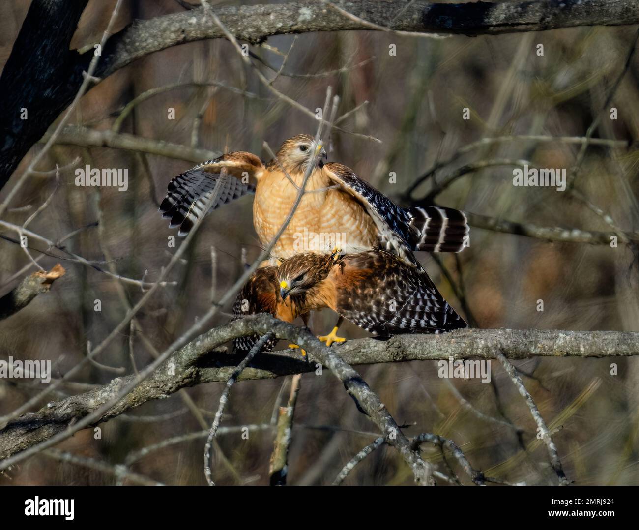 two Hawks mating on a tree branch Stock Photo - Alamy