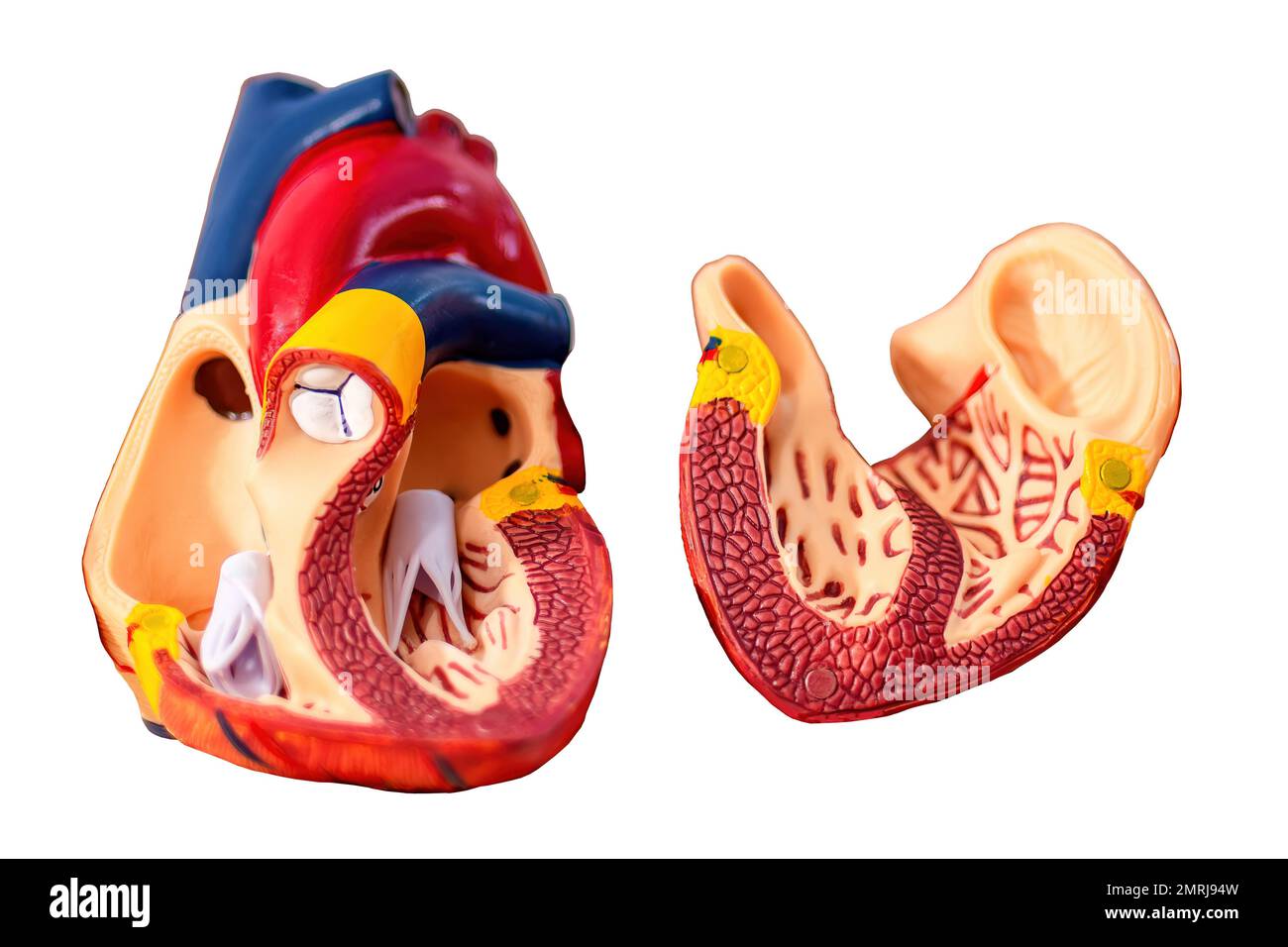 An anatomical structure and physiology of the heart Stock Photo - Alamy