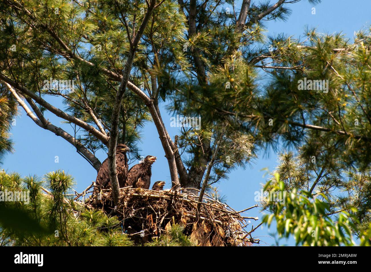 Vadnais Heights, Minnesota. Three Bald Eagle chicks, Haliaeetus ...