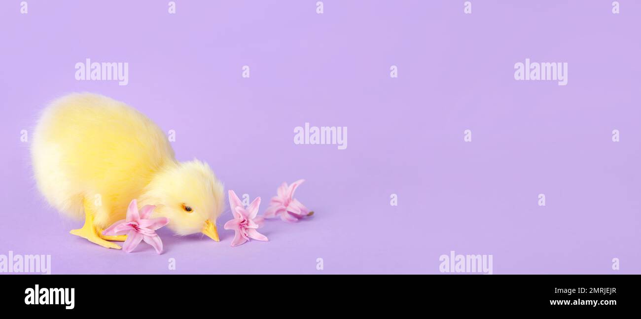 Cute chicken and spring flowers on lilac background with space for text ...