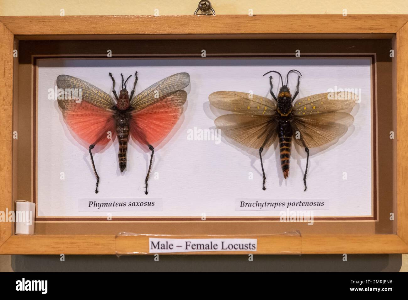 Mackinac Island, Michigan. Butterfly house. A pair of pinned female ...