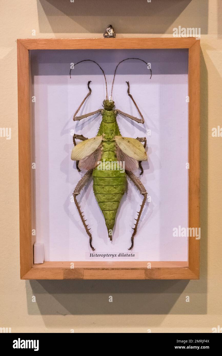 Macinac Island, Micihgan. Butterfly house. Pinned specimen of a Malayan ...