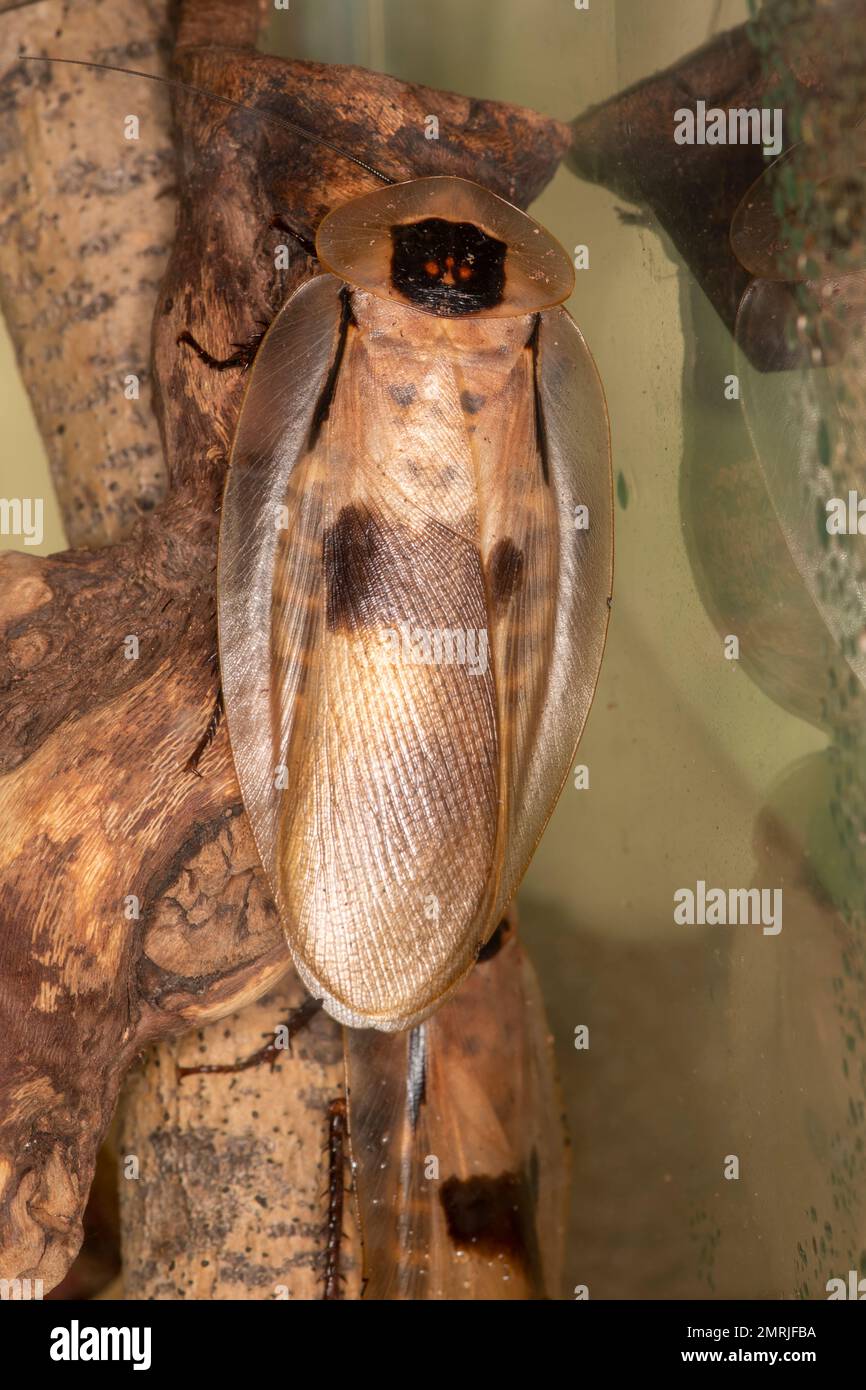 Giant Cave Cockroach Blaberus Giganteus #cave #cockroach #insect