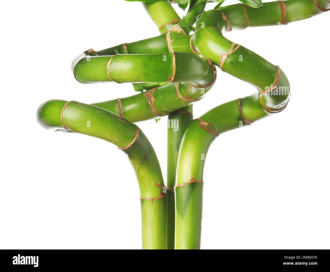 Bamboo stems isolated on white background, closeup Stock Photo - Alamy