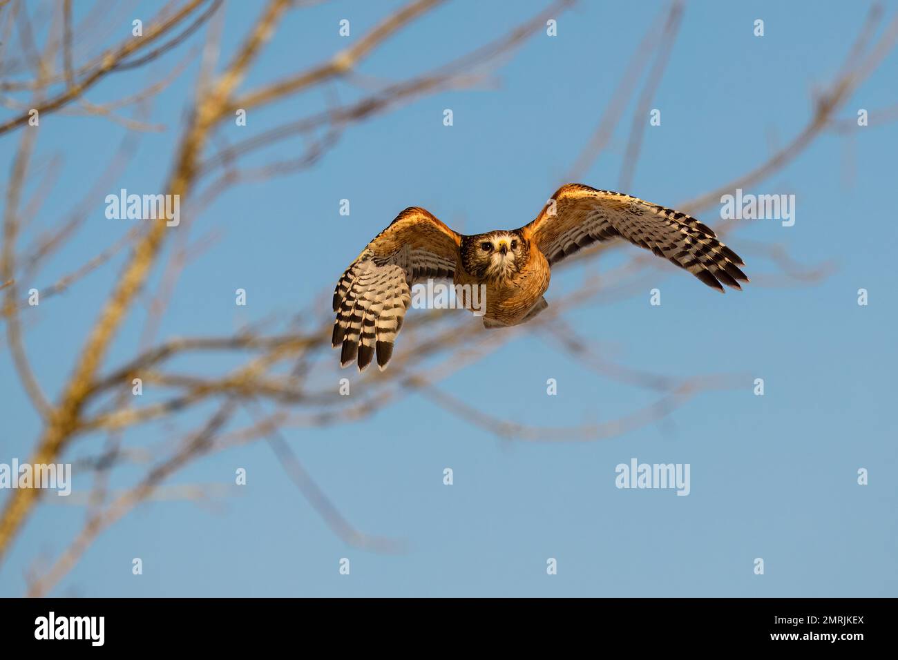 a Hawk flying in a clear blue sky Stock Photo - Alamy
