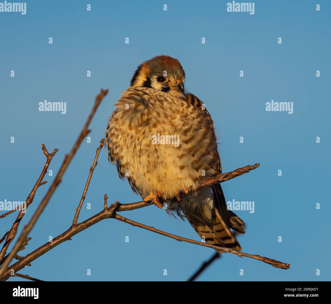 a Closeup of a baby hawk on a branch Stock Photo - Alamy