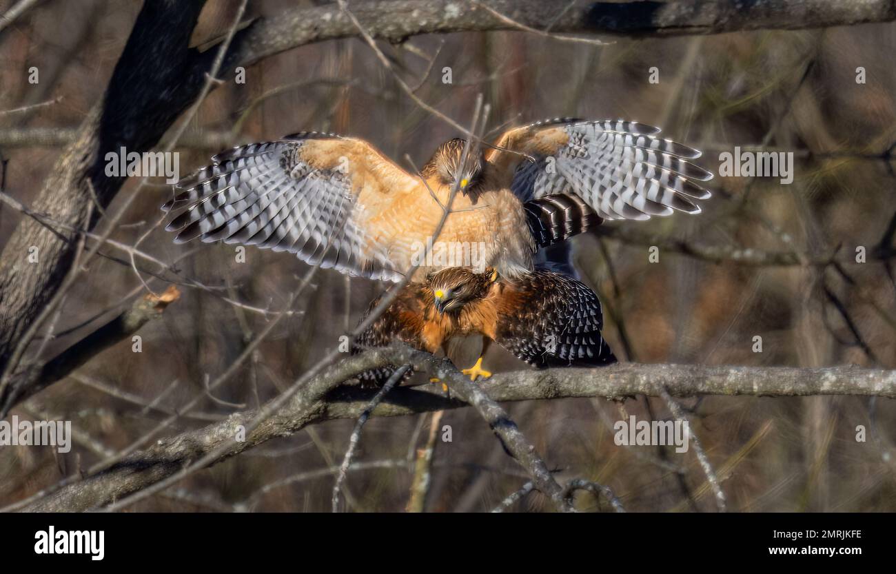 two Hawks mating on a tree branch Stock Photo - Alamy