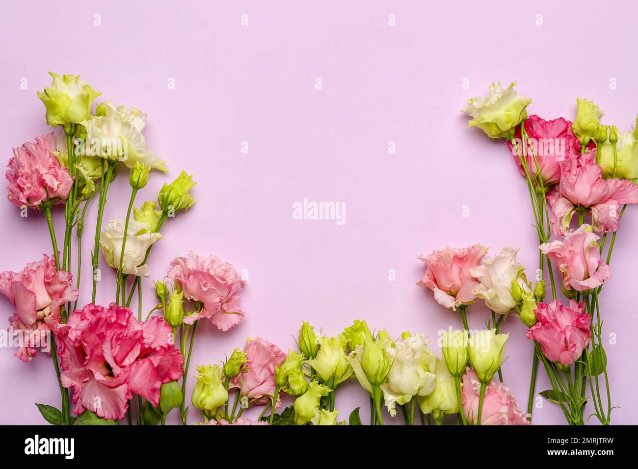 Composition with beautiful eustoma flowers on lilac background. Hello ...