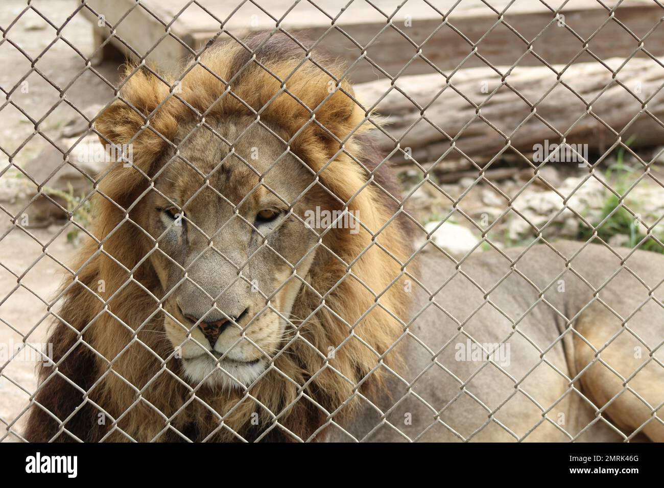 Lion behind cage hi-res stock photography and images - Alamy