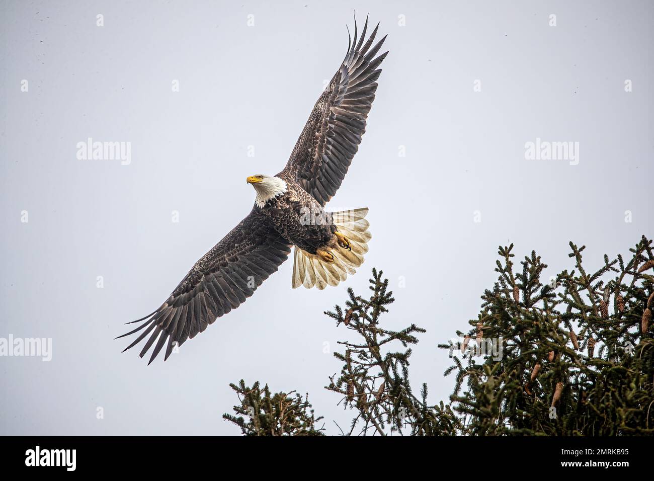 A low angle shot of a bald eagle flying in the air with its wings wide ...