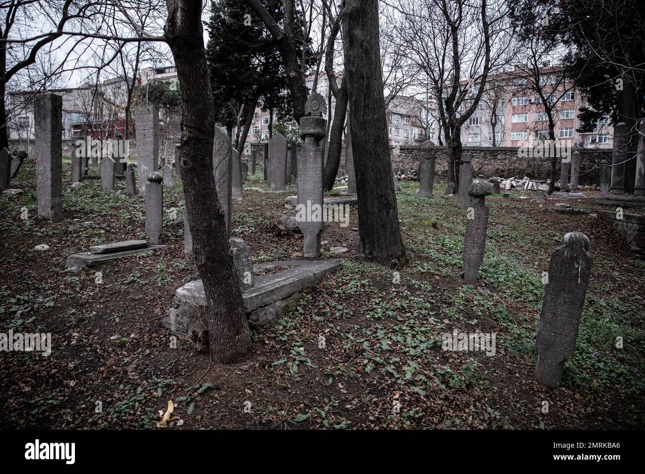 There are tombs standing side by side among the trees. It is seen that ...