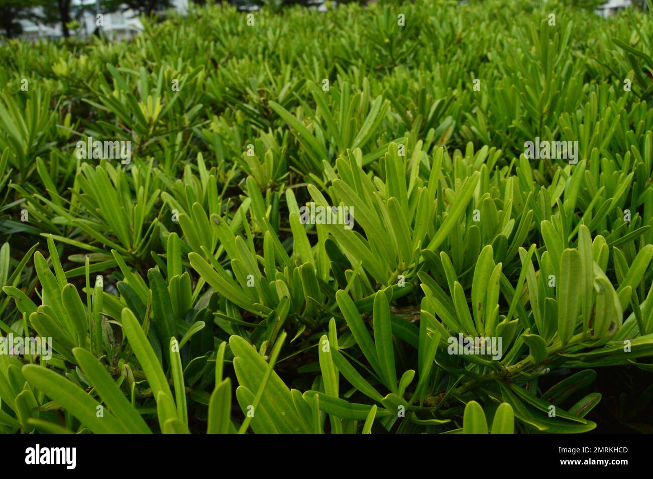 Lush vegetation trees shrubs hi-res stock photography and images - Alamy