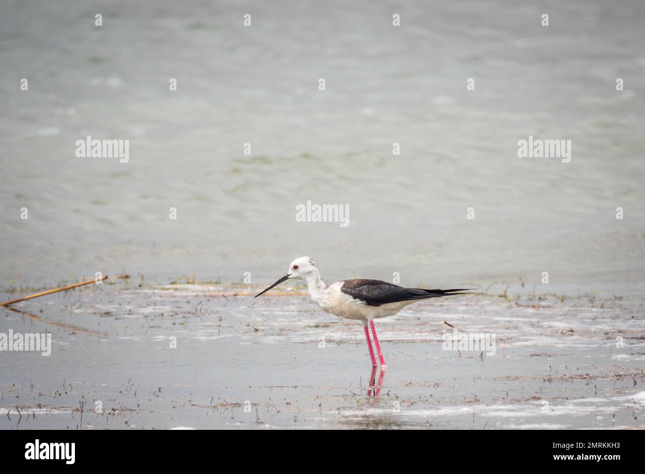 Cute water bird. Black winged Stilt. Colorful nature habitat background ...