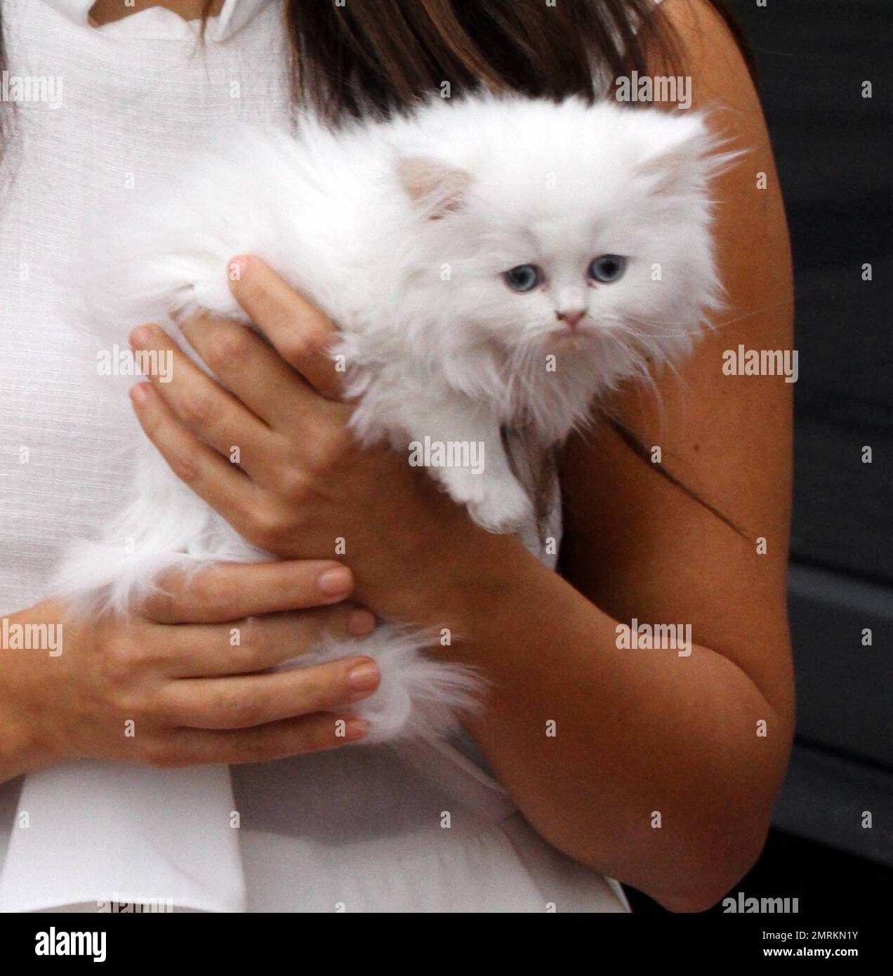 White Persian Cat Kim Kardashian