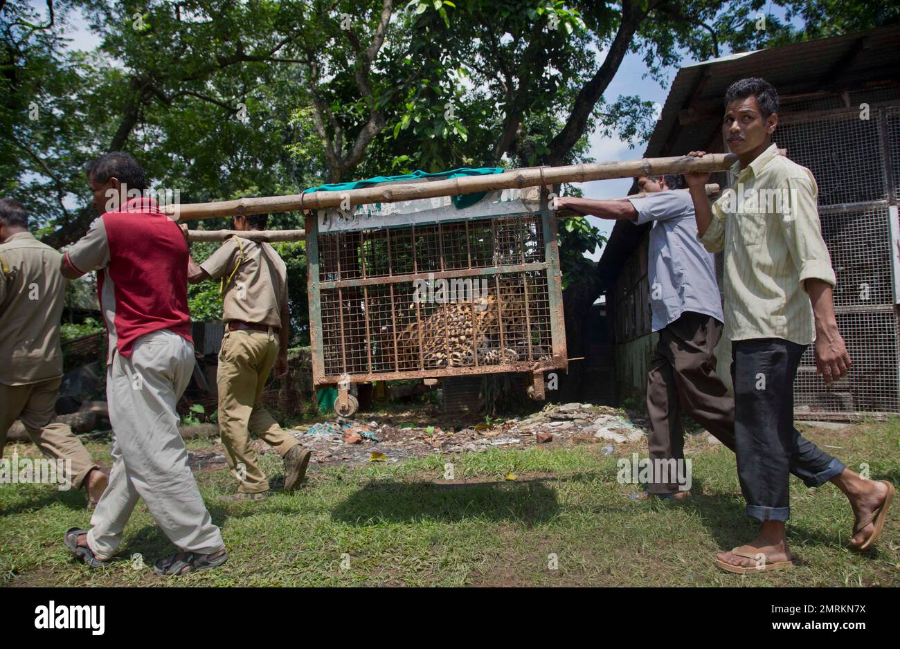 Indian forest guards carry in a cage, a leopard they tranquilized and ...