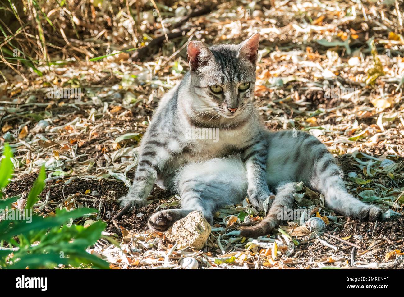 A beautiful fluffy gray cat sits on a green lawn in the sunset light ...