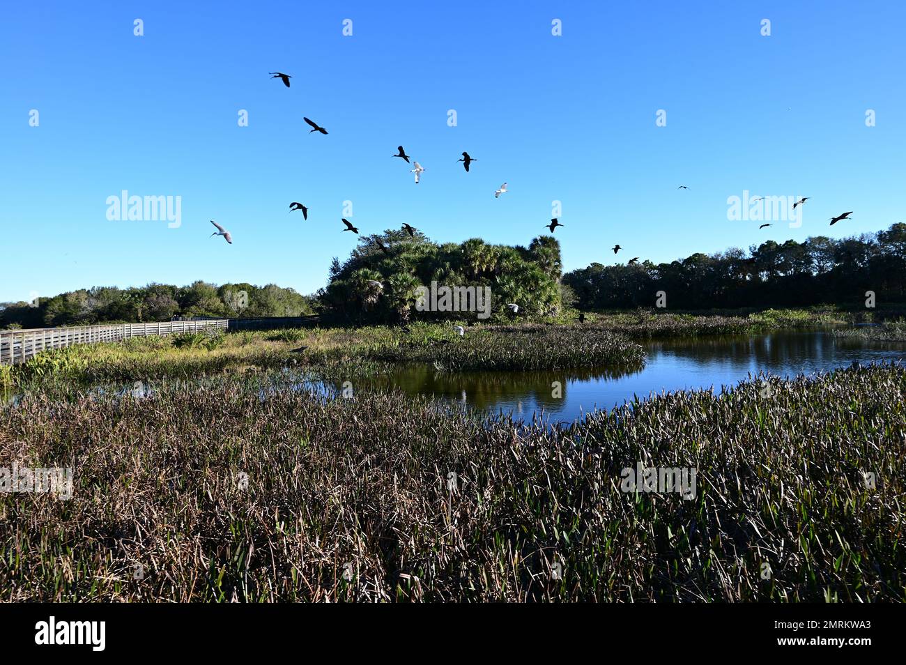 Constructed wetlands of Green Cay Nature Center in Boynton Beach ...