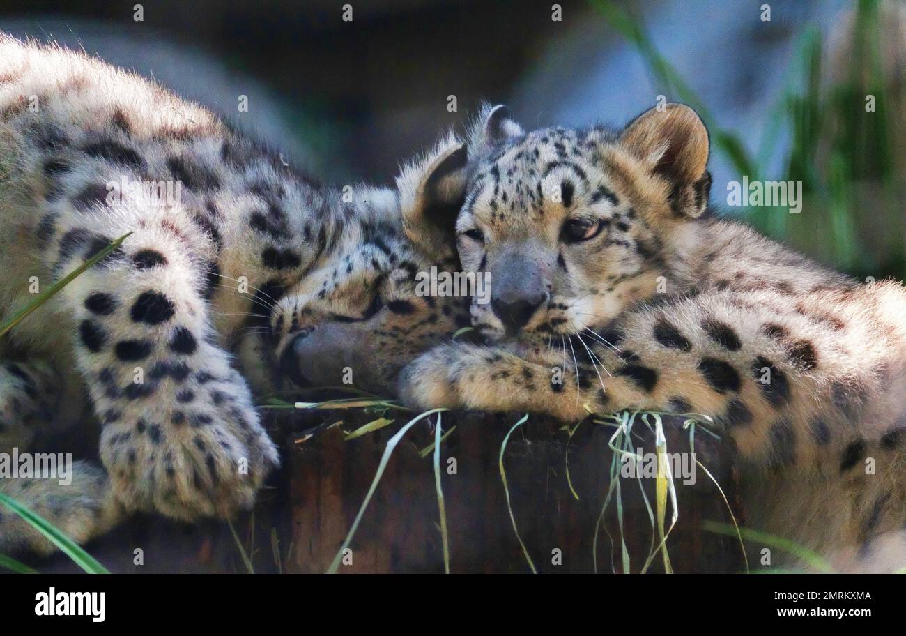 Twin endangered snow leopard cubs play in their enclosure during their ...