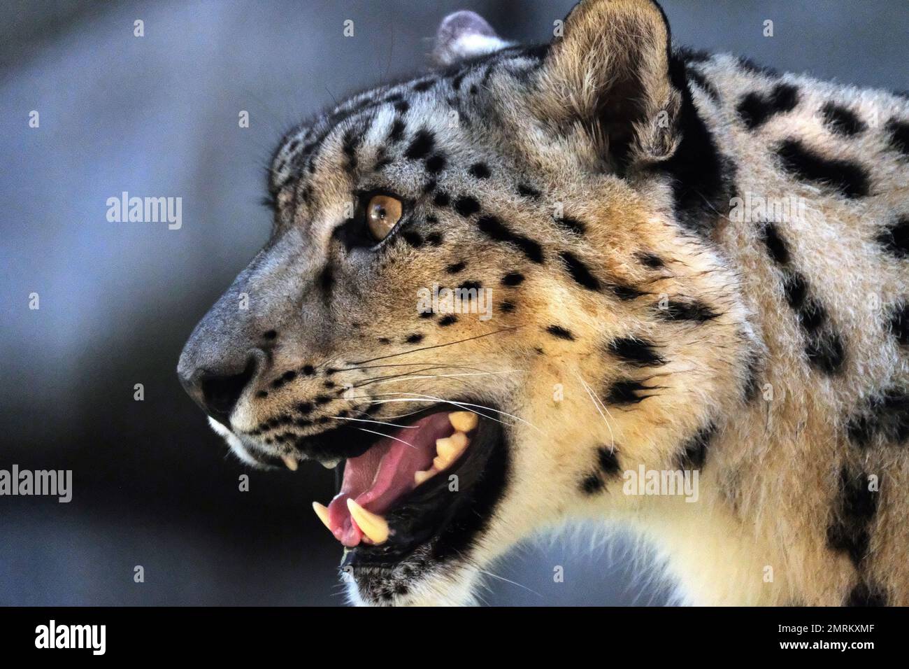 Georgina an endangered snow leopard watches as her new twin cubs play ...