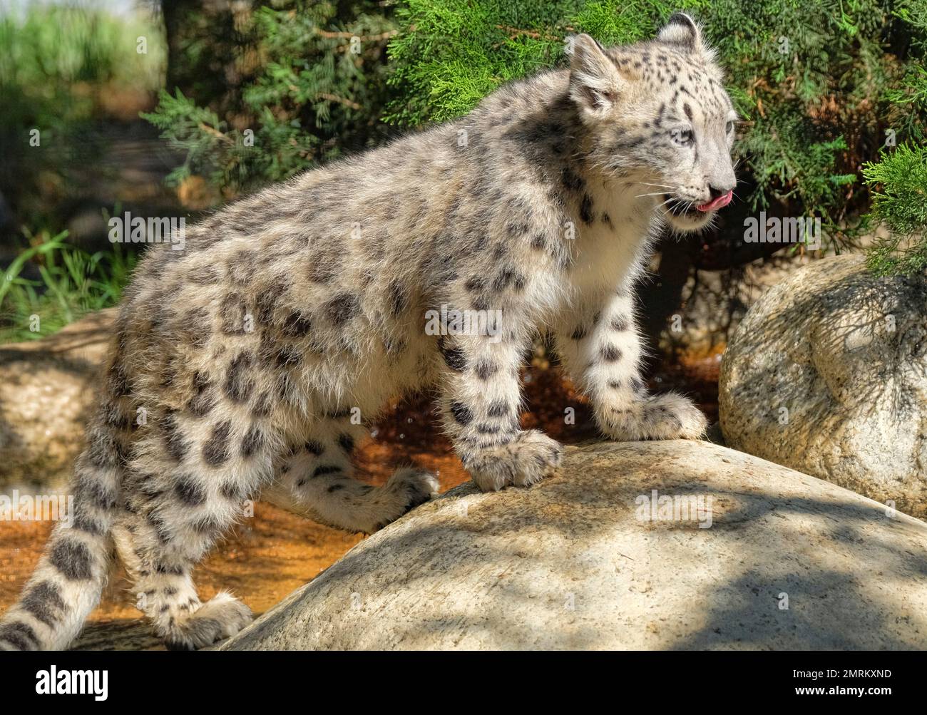 An endangered snow leopard cub explores it's enclosure the Los Angeles ...
