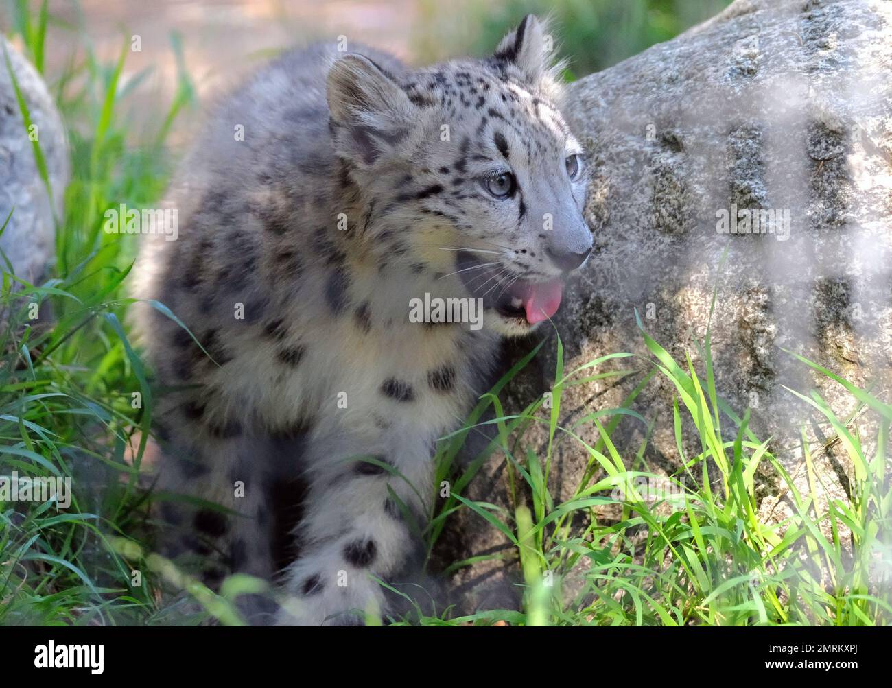 An endangered snow leopard cub explores it's enclosure the Los Angeles ...