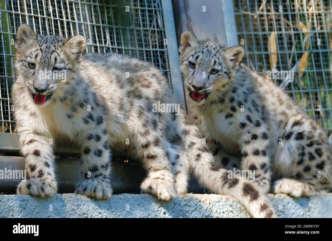 Two endangered snow leopard cubs explore their enclosure at the Los ...