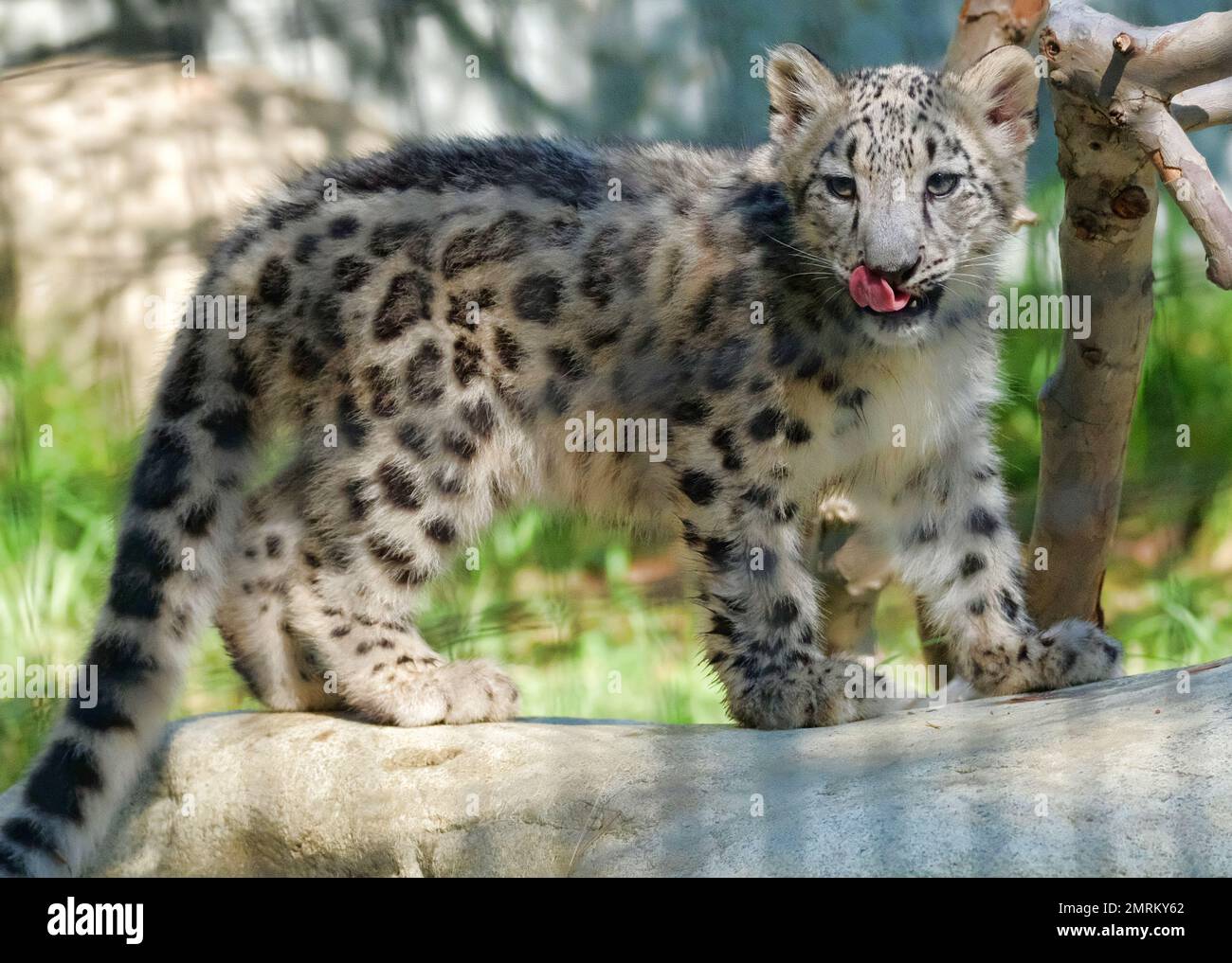 An endangered snow leopard cub explores it's enclosure the Los Angeles ...