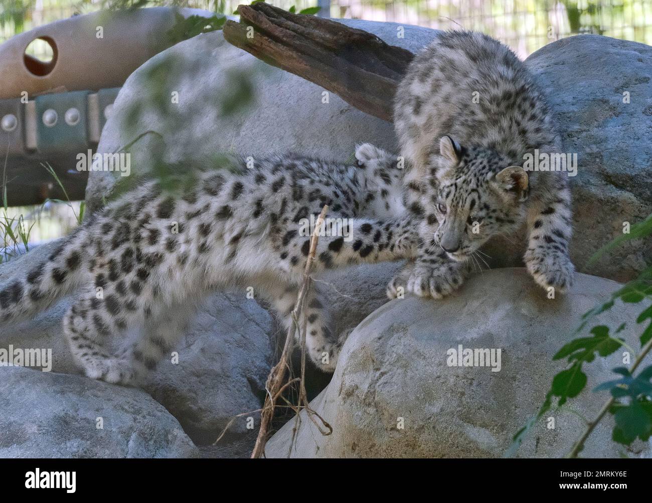 Two endangered snow leopard cubs play in their enclosure during their ...