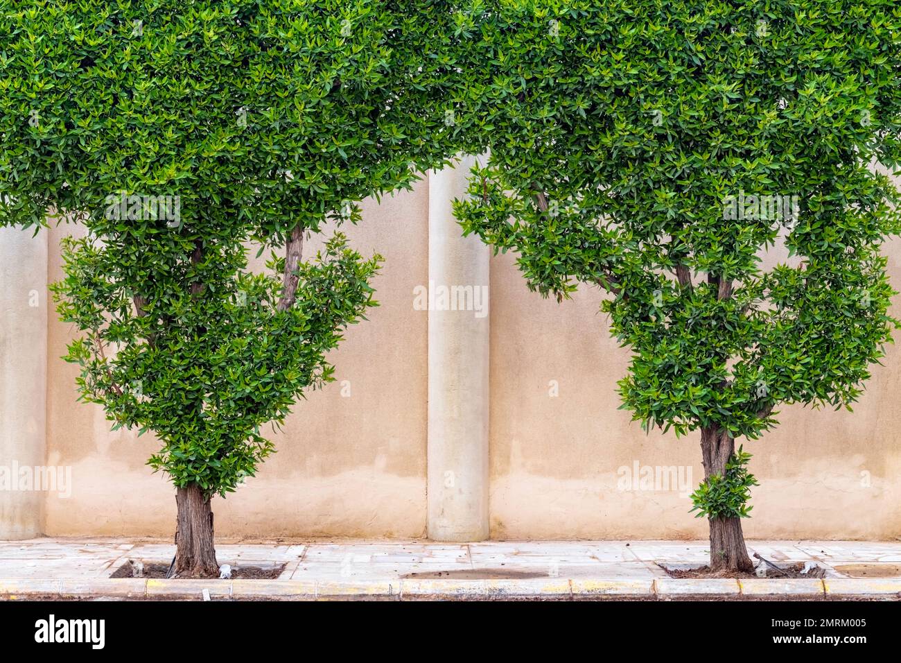 Topiary Tree Frames Stock Photo - Alamy