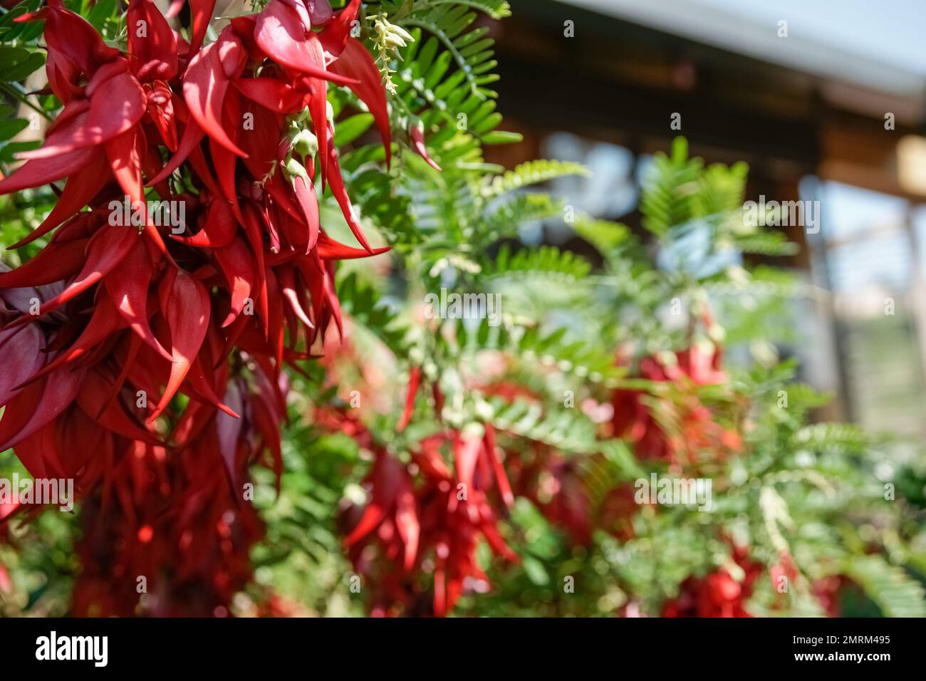 New Zealand Kaka beak plant and bright red curving shaped flowers Stock ...