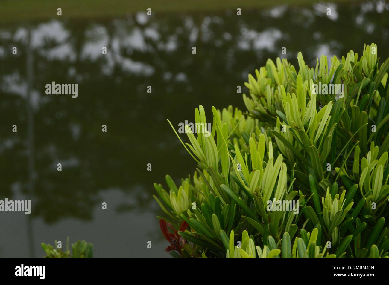 Shrubs with lush green foliage adorn the garden Stock Photo - Alamy