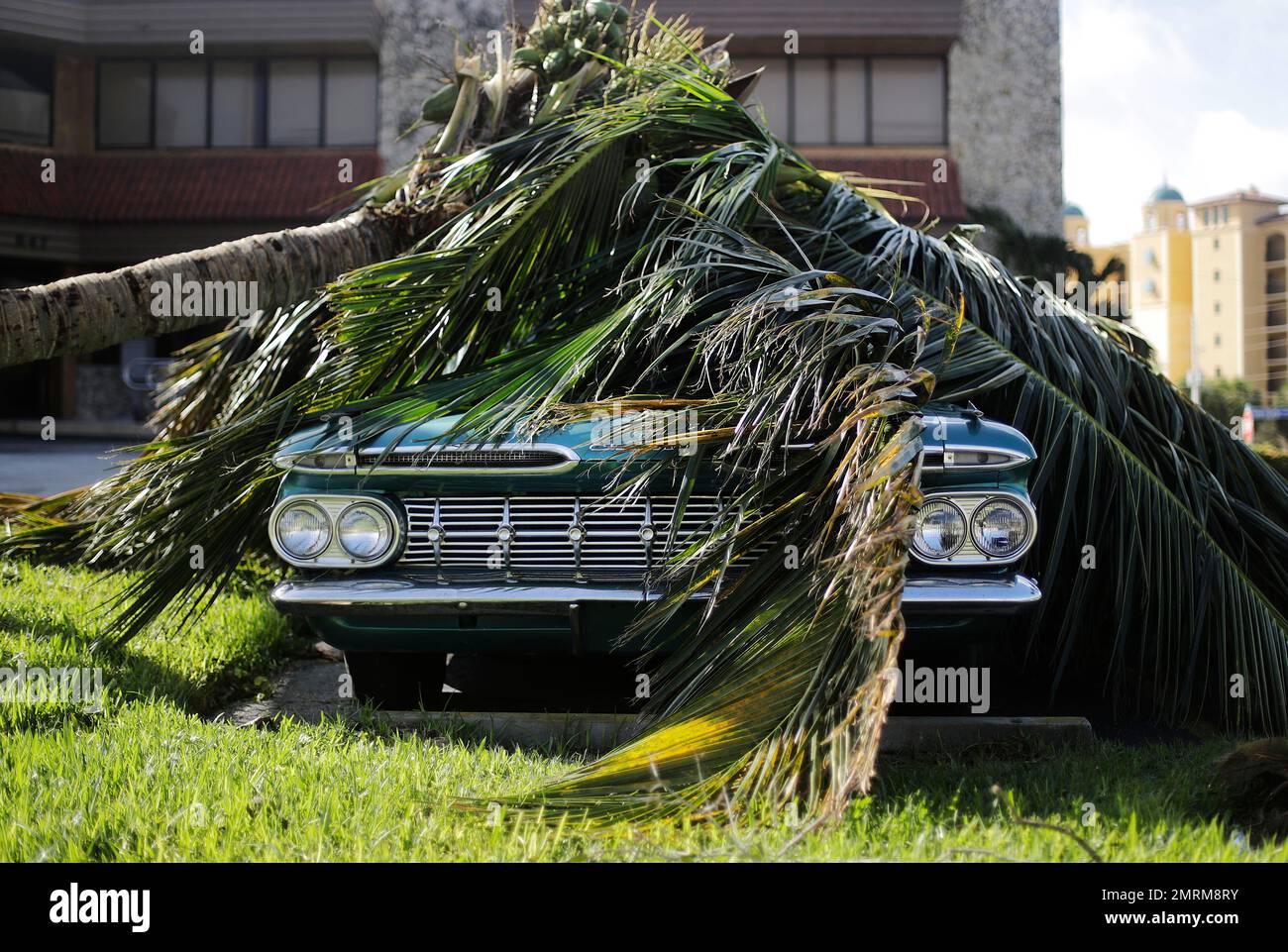 A Chevrolet Bel Air classic car sits under a fallen palm tree from ...
