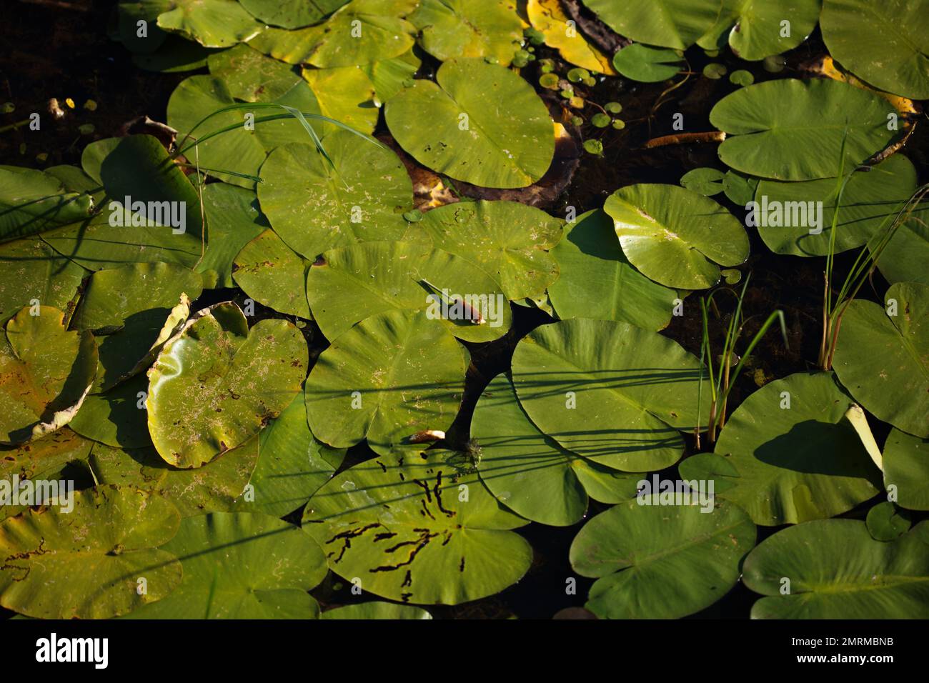 A scenic view of yellow pod plant surrounded by water Stock Photo - Alamy