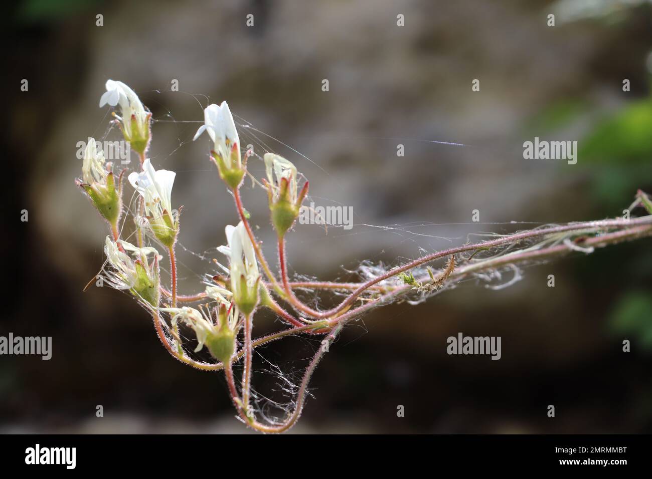 Drooping flowers hi-res stock photography and images - Alamy