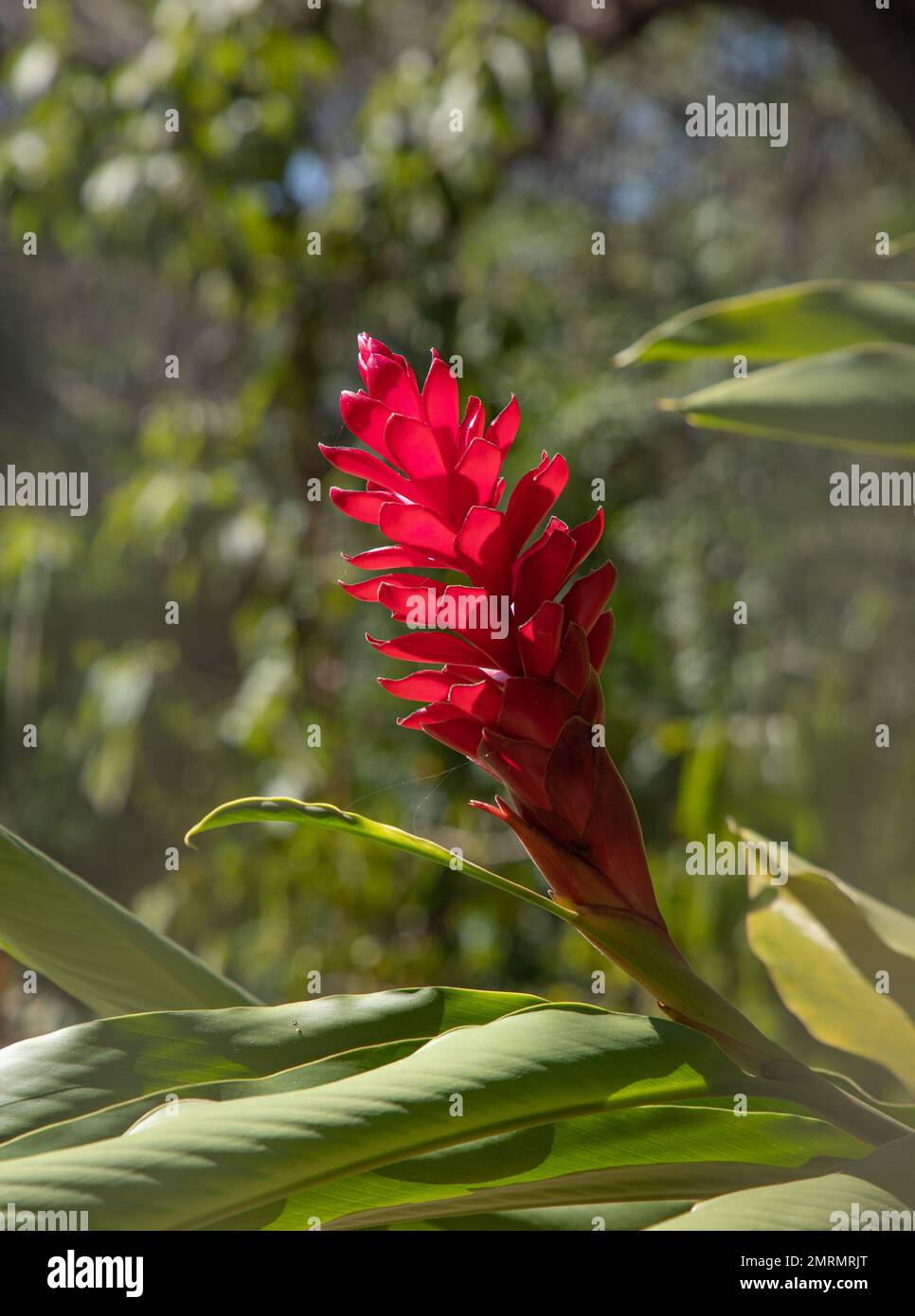 Red ginger blossom hi-res stock photography and images - Alamy