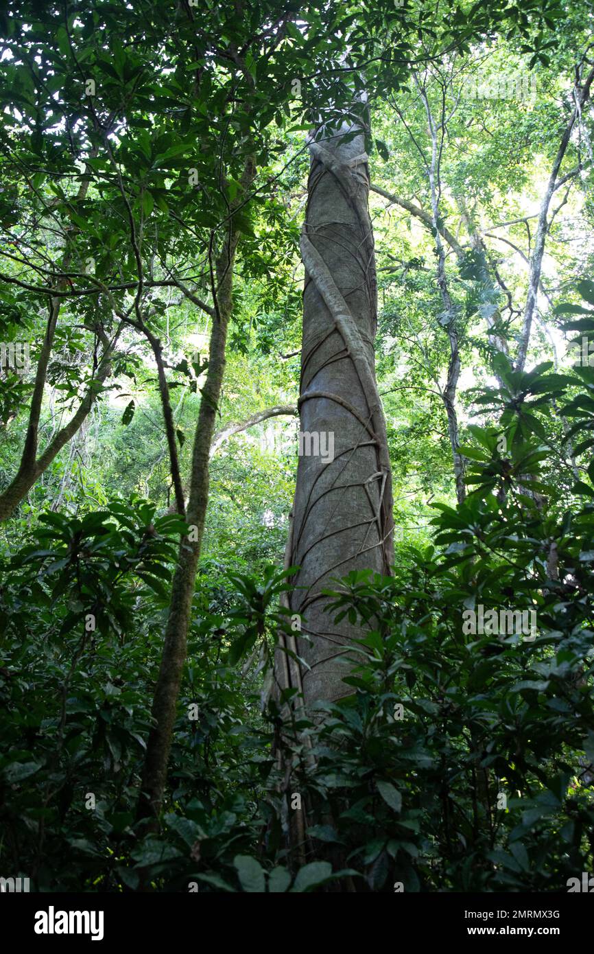 Enormous trees in Carrara National Park in Costa Rica Stock Photo - Alamy