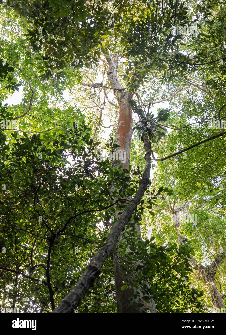 Enormous trees in Carrara National Park in Costa Rica Stock Photo - Alamy